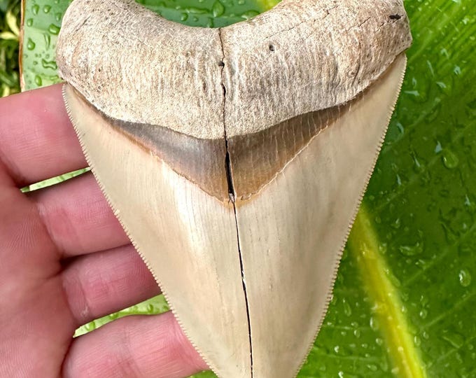 BEAUTIFUL Repaired Megalodon Shark Tooth 4.05" Large Fossil, Real Meg ...