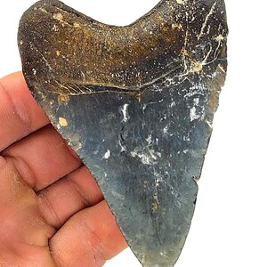 UNIQUE 3.75 Inch Megalodon Shark Tooth Large Fossil, Real Meg Teeth ...