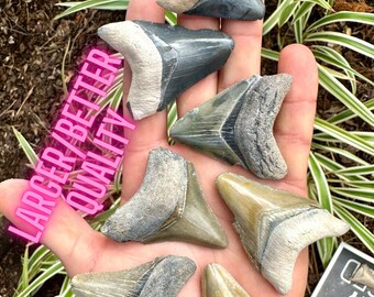 Real Megalodon Tooth Fossil - Etsy