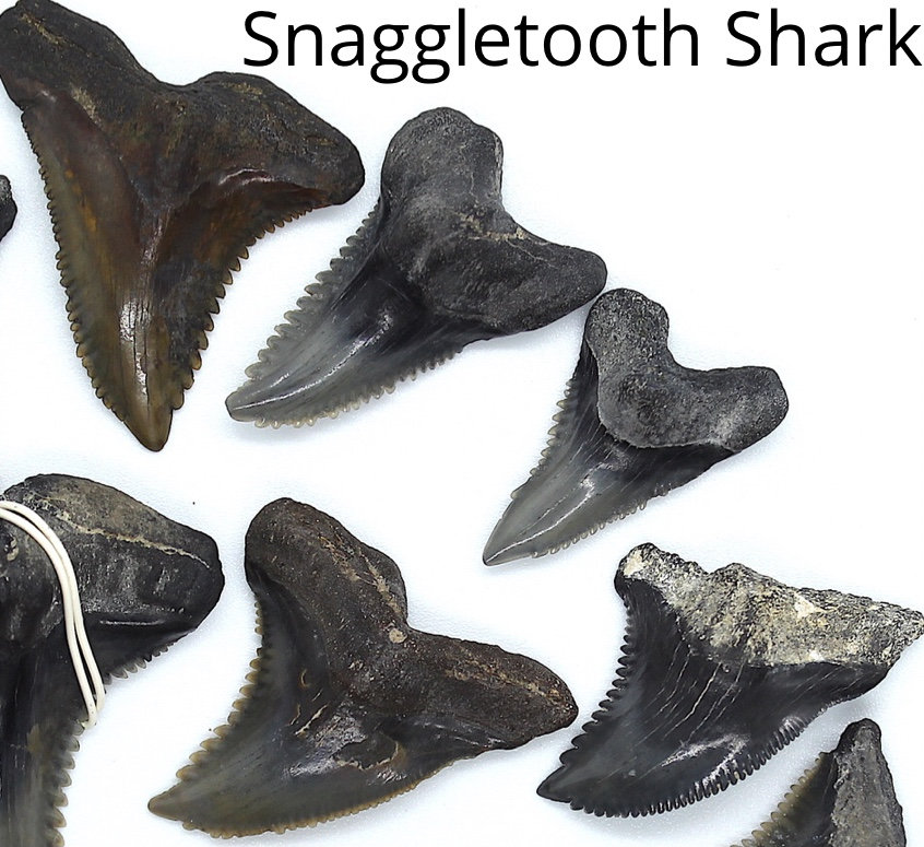 Shark Tooth BraceletFossil Shark Tooth BraceletFossil Shark | Etsy