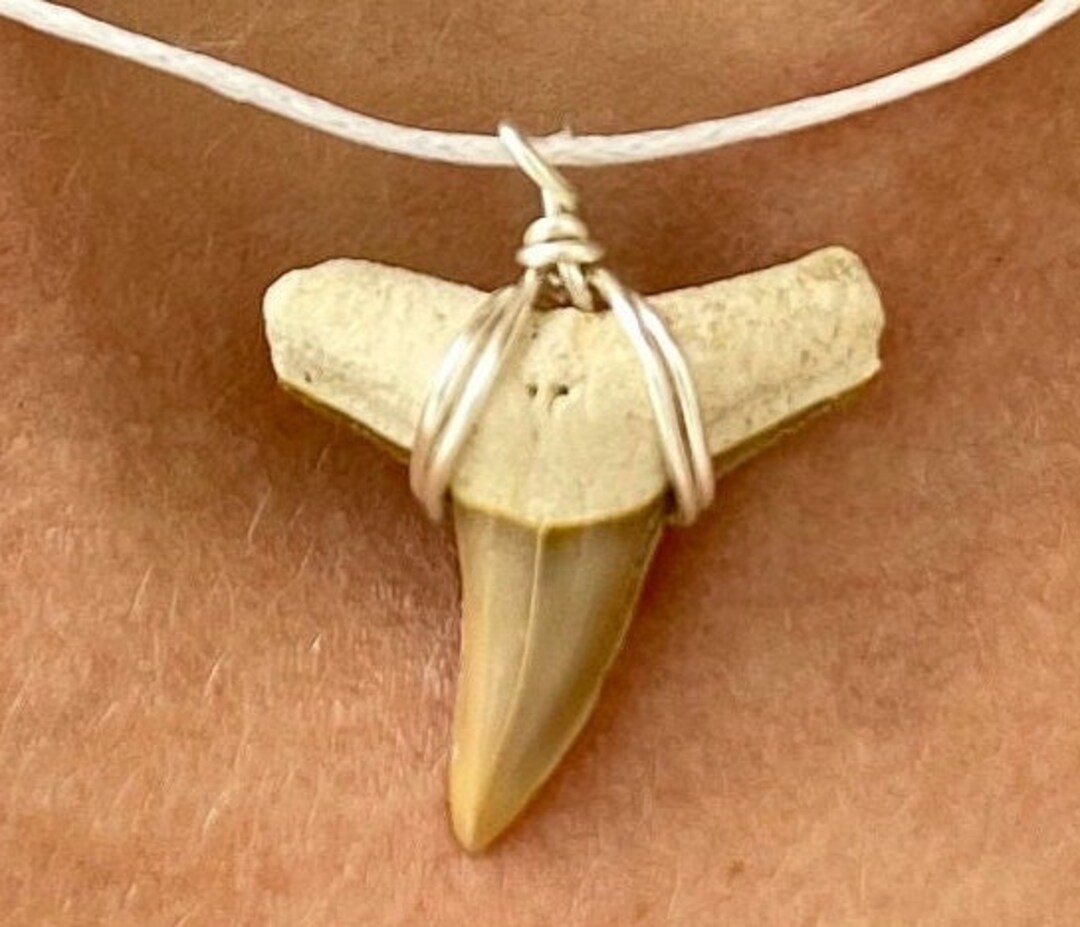 RARE Color Shark Tooth Necklace Fossil, Real Fossilized Sharks Teeth ...