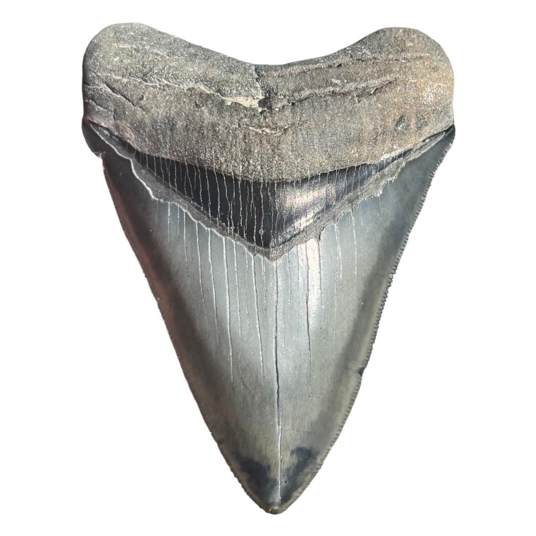 3.99” Megalodon Tooth Fossil – Real Prehistoric Shark Tooth, Venice ...