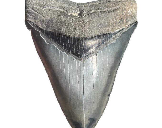 3.99” Megalodon Tooth Fossil – Real Prehistoric Shark Tooth, Venice ...