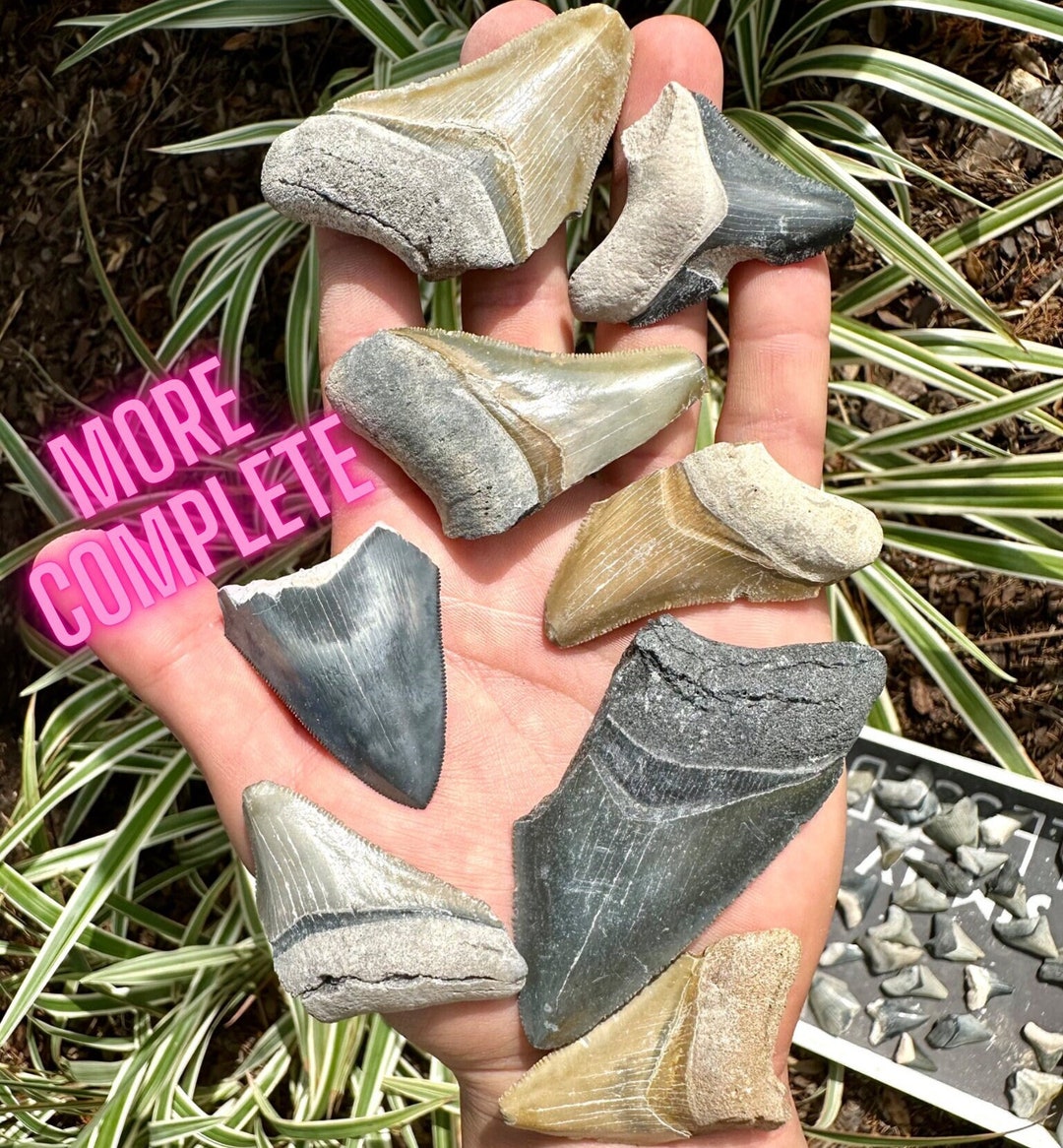 COLORFUL Broken Megalodon Shark Tooth From Bone Valley - Etsy
