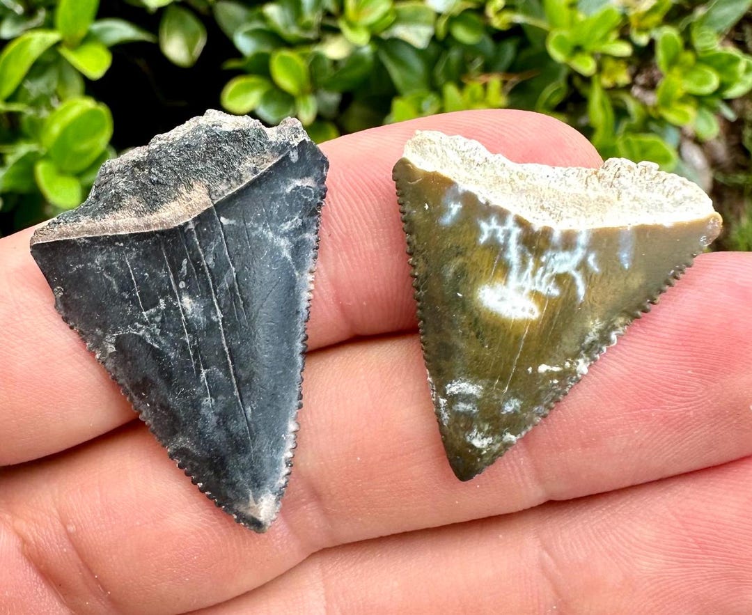 REAL Fossil Lesser Great White Shark Teeth, Mako, Greatwhite Ancestor ...