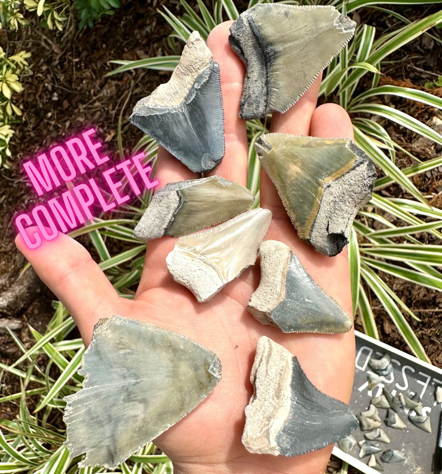 Single Broken Megalodon Shark Tooth, Bone Valley, Colorful Fossil - Etsy