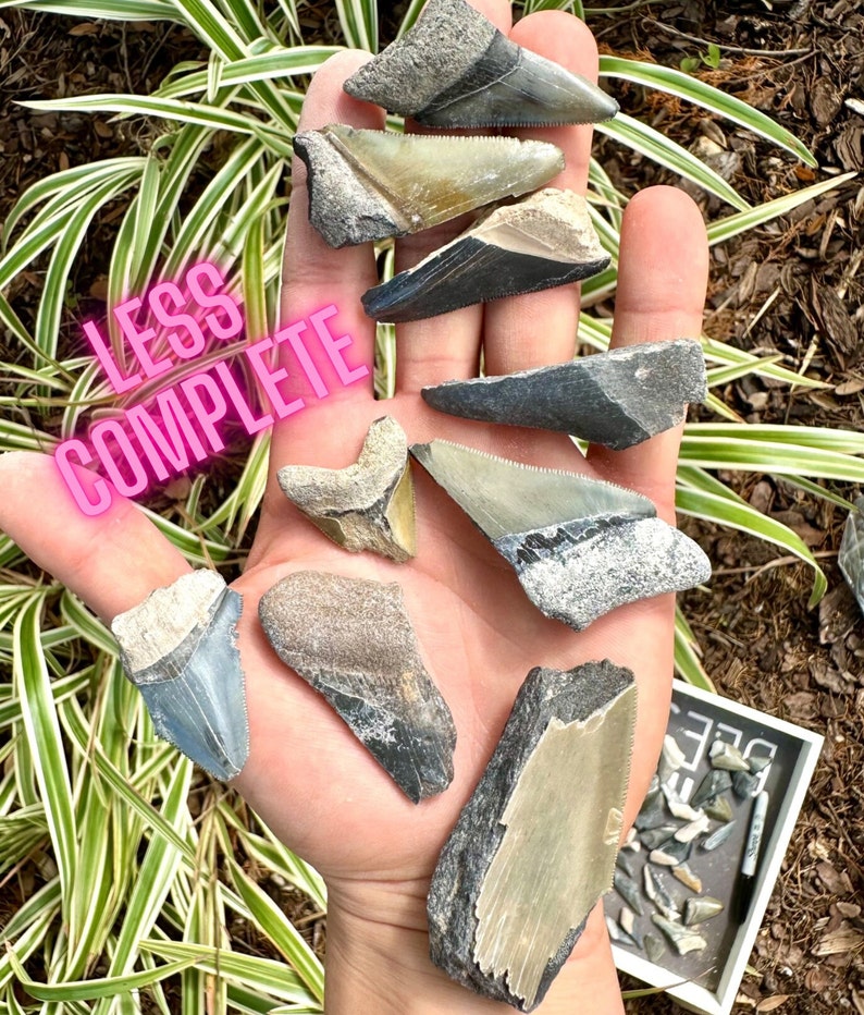 Single Broken Megalodon Shark Tooth, Bone Valley, Colorful Fossil - Etsy