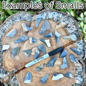 Broken Megalodon Shark Teeth, Real Fossil Meg Sharks Tooth, Ancient ...