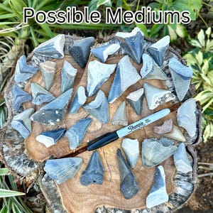 Broken Megalodon Shark Tooth - Etsy