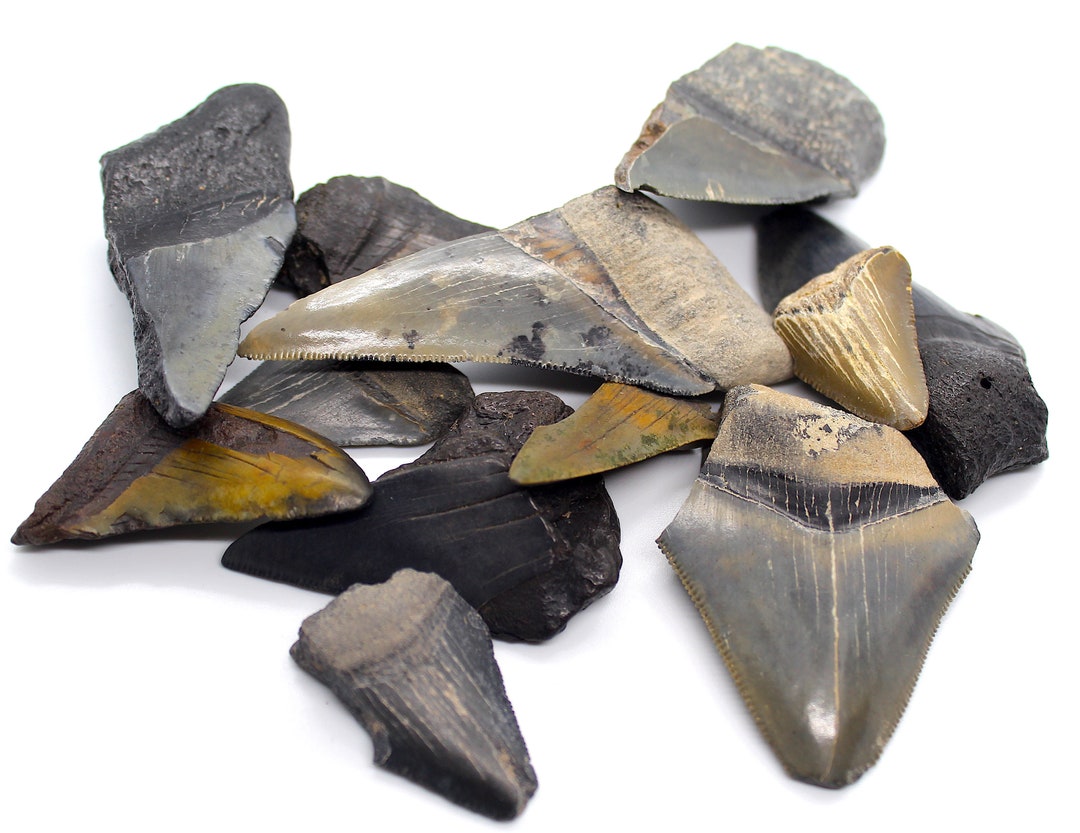 Broken Megalodon Shark Teeth, Real Fossil Meg Sharks Tooth, Ancient ...