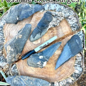 Broken Megalodon Shark Tooth - Etsy