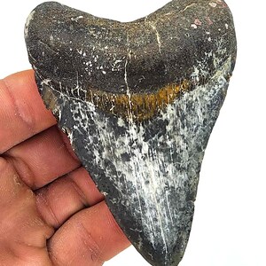 UNIQUE 3.75 Inch Megalodon Shark Tooth Large Fossil, Real Meg Teeth ...