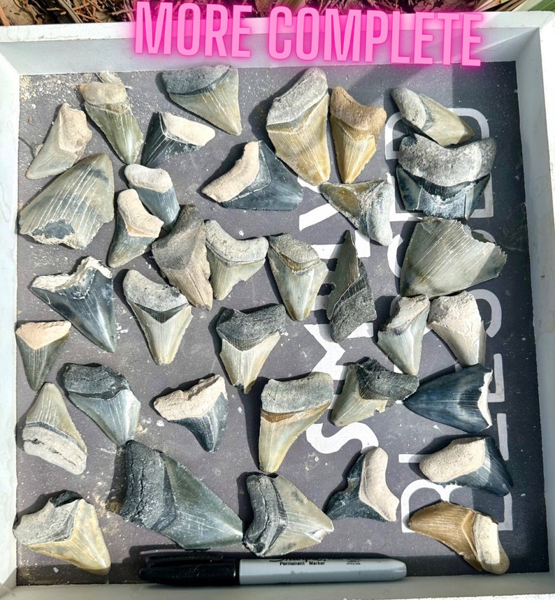 Single Broken Megalodon Shark Tooth, Bone Valley, Colorful Fossil - Etsy