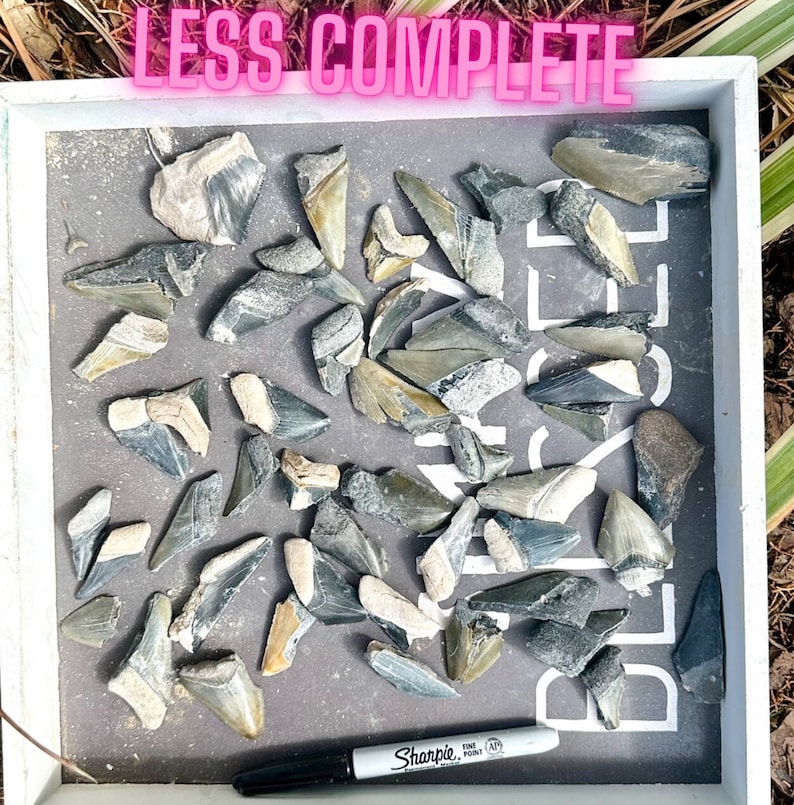 Single Broken Megalodon Shark Tooth, Bone Valley, Colorful Fossil - Etsy