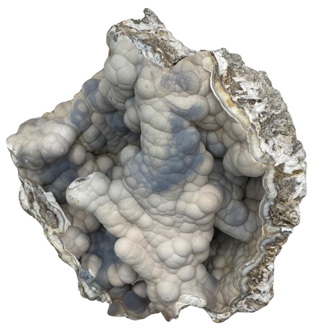 HUGE Blue & White Agate Coral Geode, Fossilized Agatized Crystal, Tampa ...