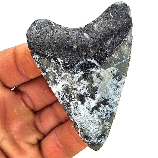 Shark Tooth Display - Etsy