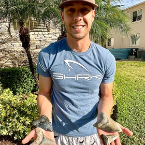 COLORFUL Broken Megalodon Shark Teeth From Bone Valley, Real Fossil ...