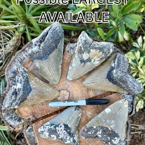 Broken Megalodon Shark Tooth - Etsy