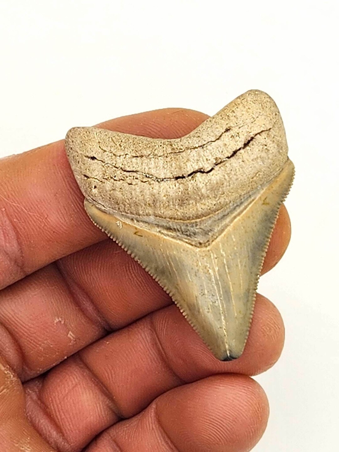 Pretty Megalodon Shark Tooth 1 7/8 Fossil Rare Colors - Etsy