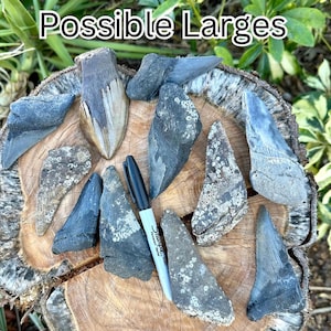 Broken Megalodon Shark Tooth - Etsy