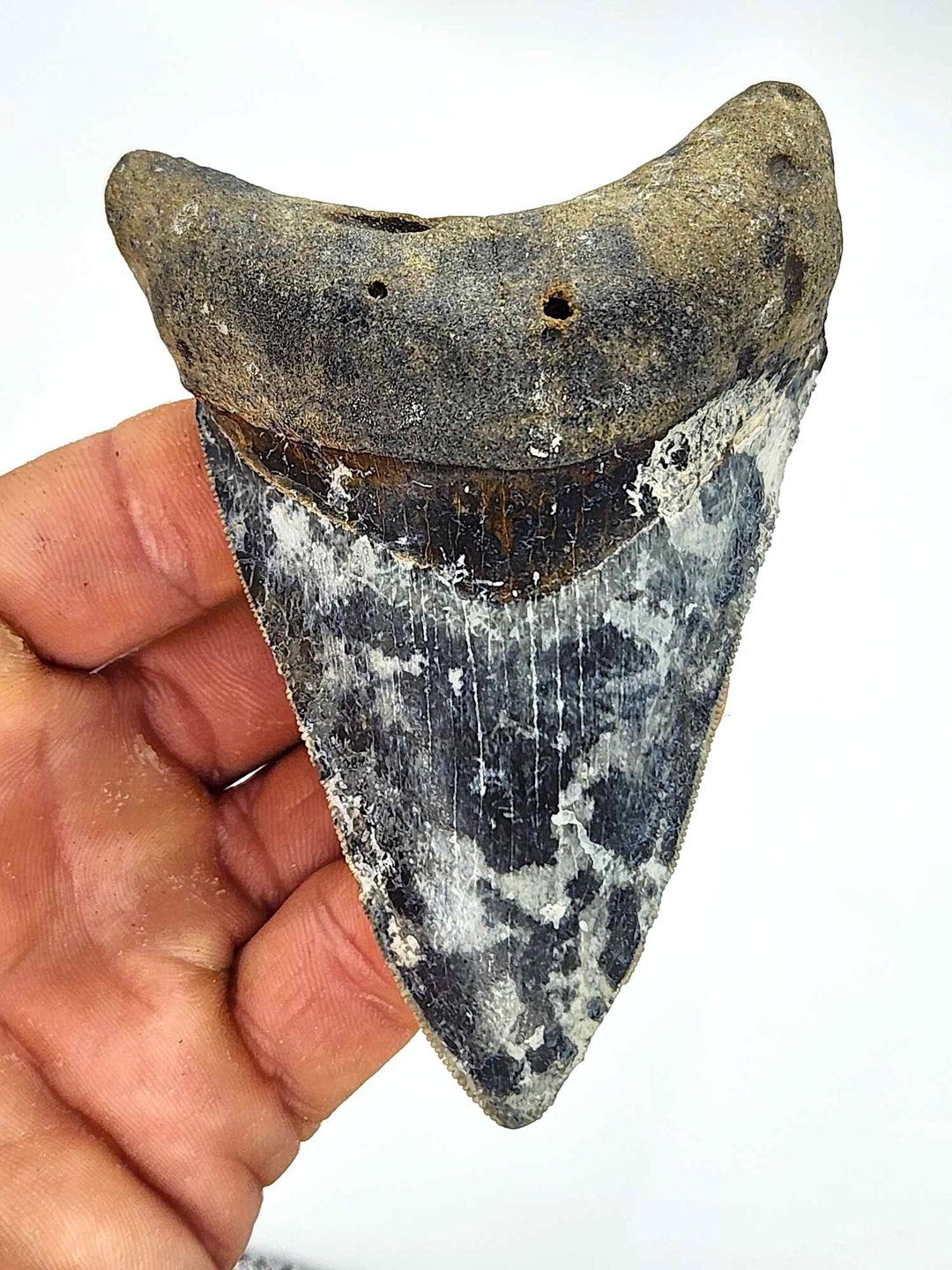 CAMO Lightning 4 Inch Megalodon Shark Tooth Fossil Golden Beach, Real ...
