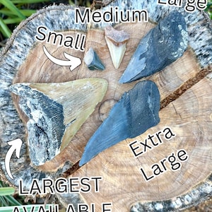 Broken Megalodon Shark Tooth - Etsy
