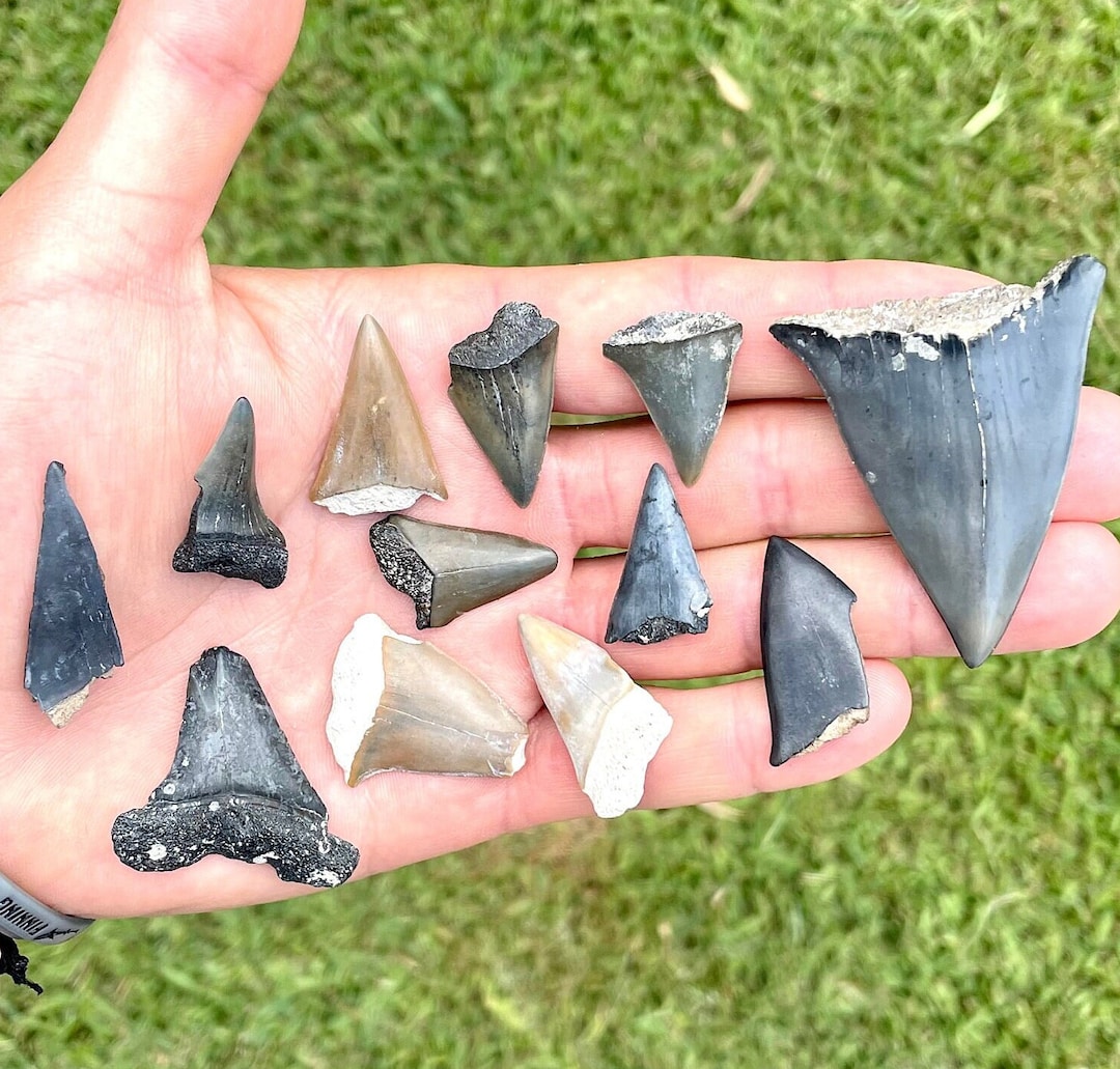 Broken Lesser Great White Shark Tooth - Etsy