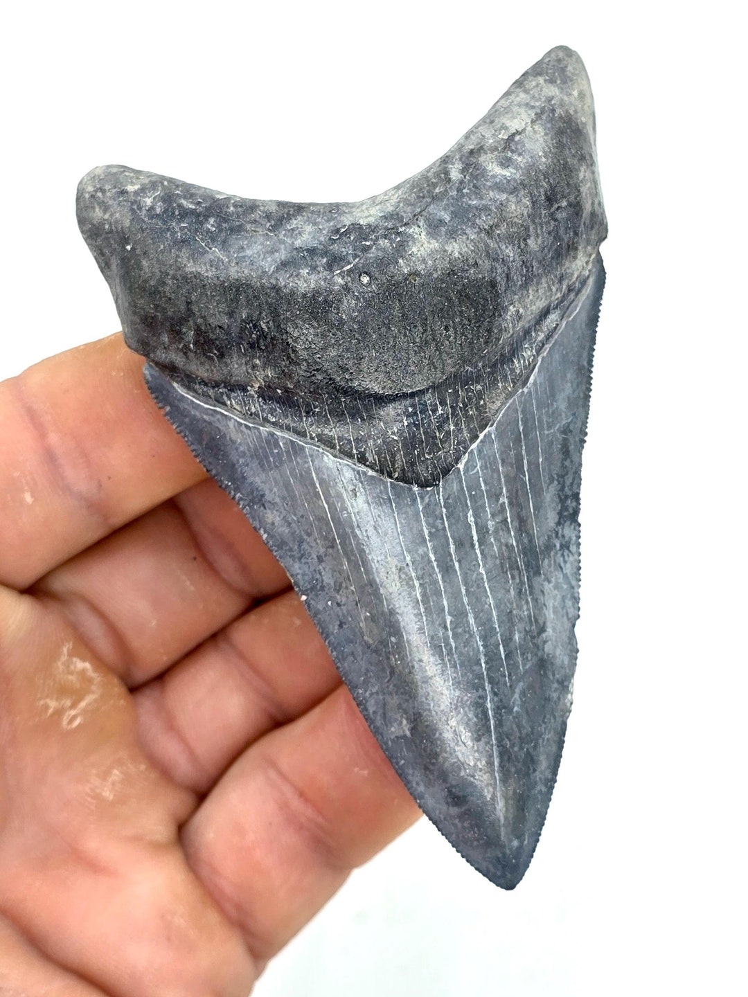 DAGGER Megalodon Shark Tooth 3.75 Large Fossil, Real Meg Teeth Rare ...