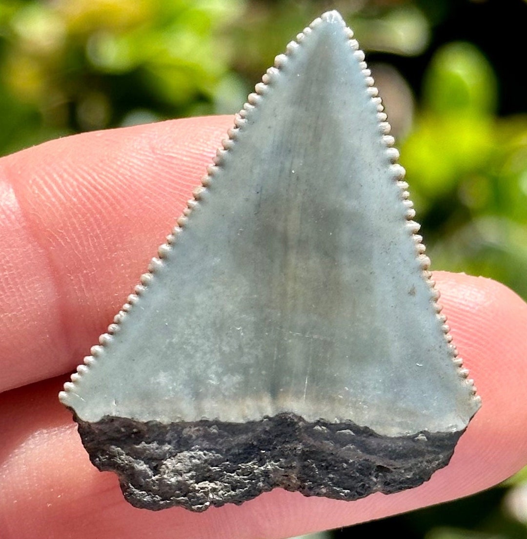 REAL Great White Shark Tooth Fossil Fossilized Ancient Sharks - Etsy ...