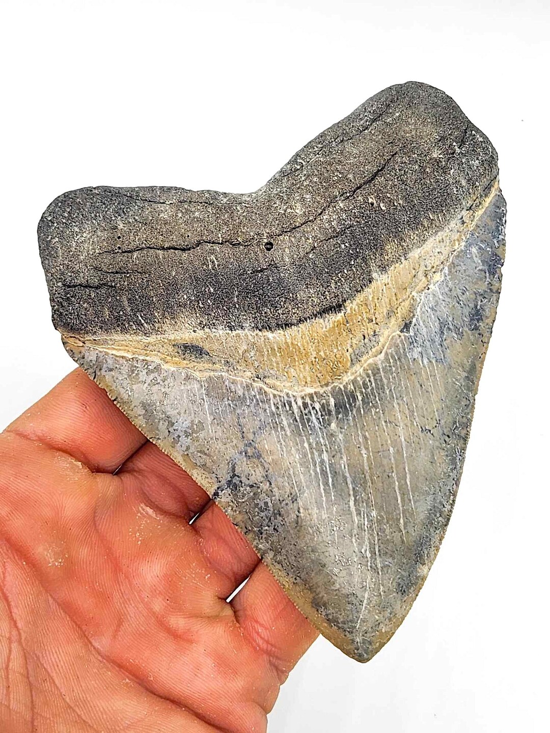 INSANE Wide Golden Beach 4.75 Inch Megalodon Shark Tooth Fossil, Real ...