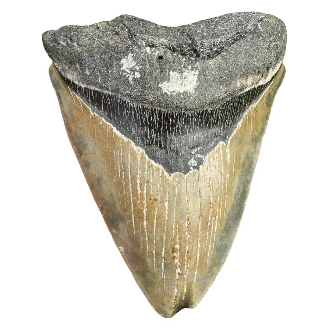 BARGAIN Megalodon Fossil Shark Tooth 4.8” Real Meg Genuine Large ...