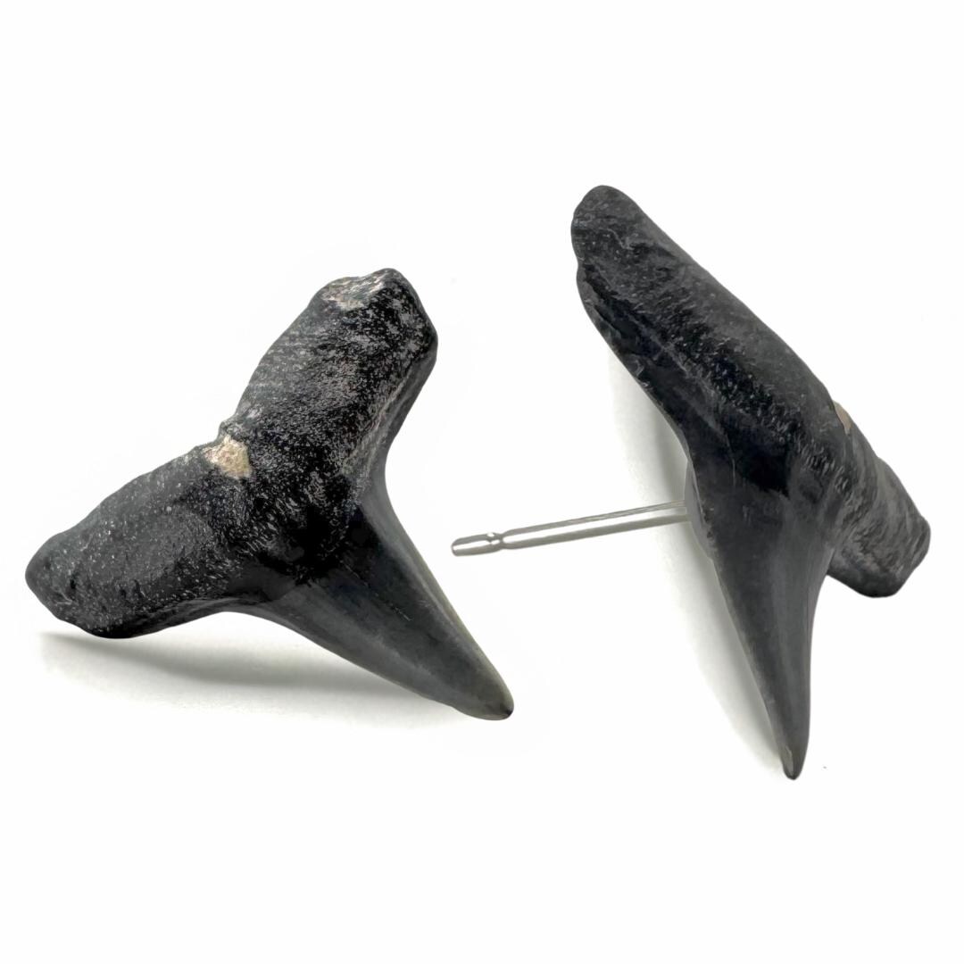 Fossilized Shark Tooth Stud Earrings, Stainless Steel, Handmade in ...