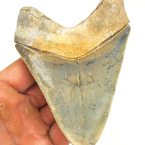 BEAUTIFUL Golden Beach 4 7/16 Inch Megalodon Shark Tooth Fossil, Real ...