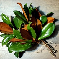 Fresh Magnolia Grandiflora Branch Tips-garlands-floral Decor-table ...