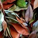 Dried Southern Magnolia Leaves BULK OVERSTOCK SALE 50% Off, Naturally ...