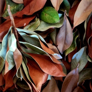 Dried Southern Magnolia Leaves BULK OVERSTOCK SALE 50% Off, Naturally ...