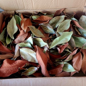 Dried Southern Magnolia Leaves BULK OVERSTOCK SALE 50% Off, Naturally ...