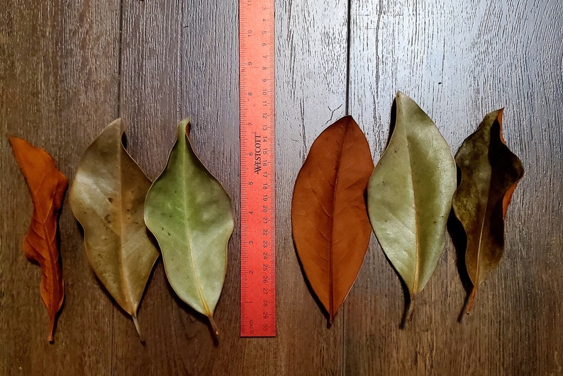 Dried Southern Magnolia Leaves Hand Picked Naturally - Etsy