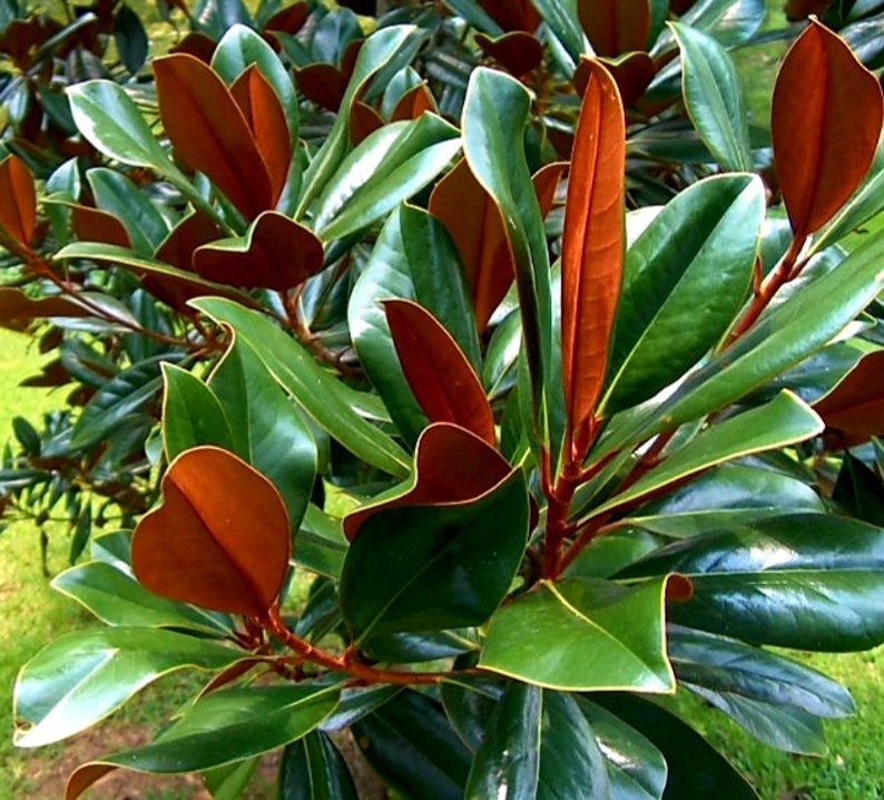 Fresh Bundle of Southern Magnolia Branches live Extra Large - Etsy