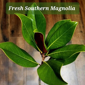 Southern Magnolia Branch Tips - Live, Fresh Clusters of Magnolia Leaves ...
