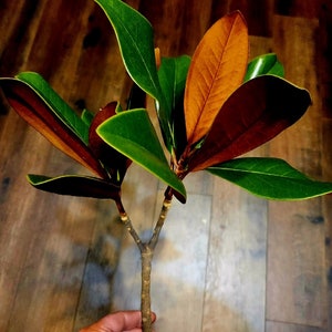 Fresh Bundle of Southern Magnolia Branches Premium EXTRA - Etsy