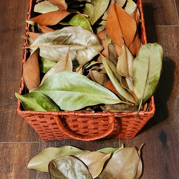 Magnolia Dried Flowers - Etsy