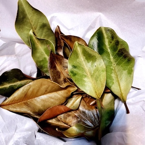 Dried Southern Magnolia Leaves - BULK OVERSTOCK SALE 50% Off, Naturally ...