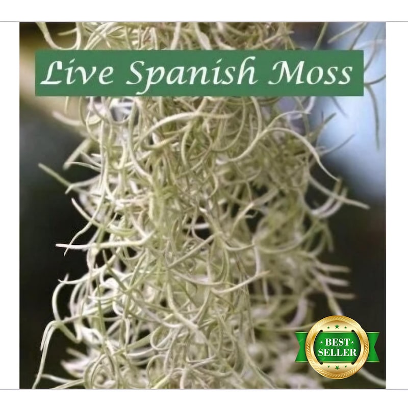 Long Strand Plants - Etsy