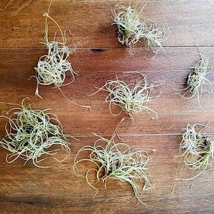 Live Spanish Moss Air Plant – Tillandsia Recurvata, Fresh & Healthy ...