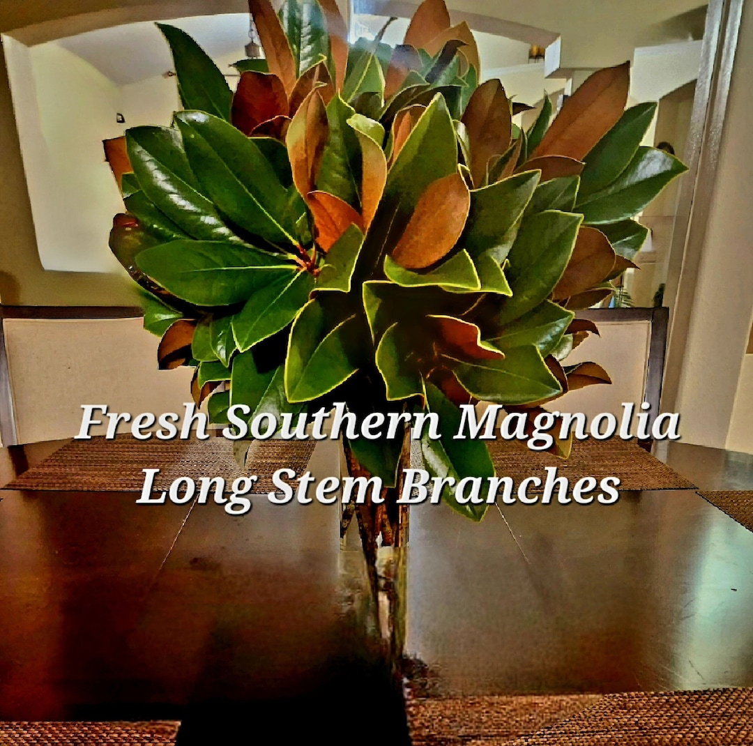 Live Southern Magnolia Branches - Premium EXTRA Long 18-22" Stems, Cut ...