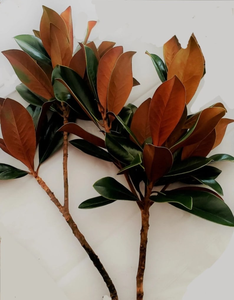 Fresh Southern Magnolia Branches – Extra Long Stems, Wedding Bouquets ...