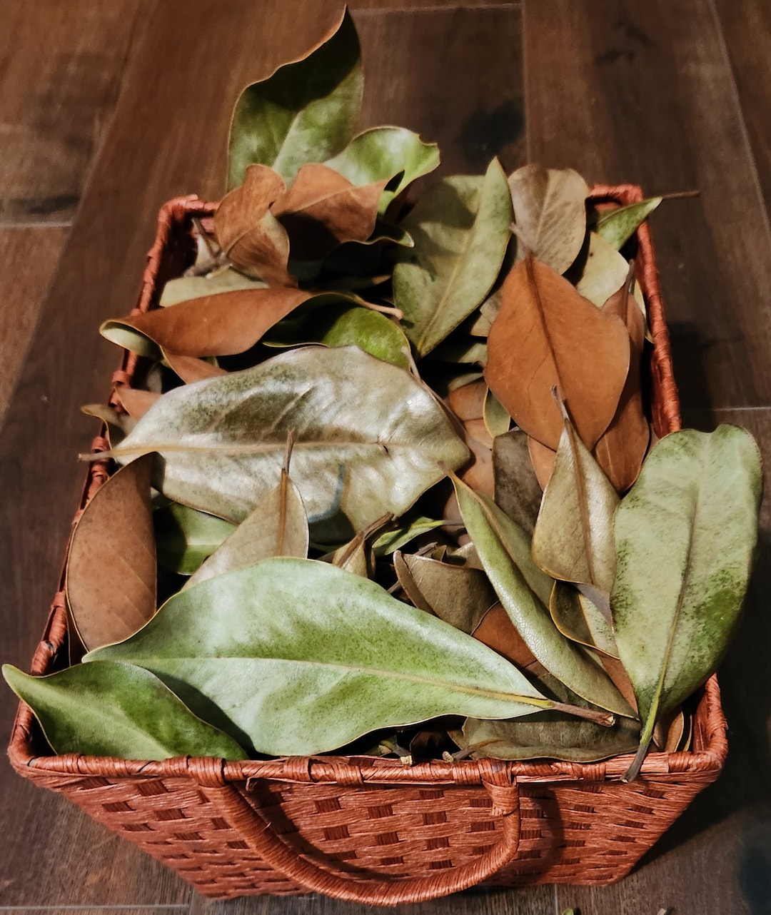 Dried Southern Magnolia Leaves BULK 50 XL Leaves, Crafts, Wreaths Vases ...