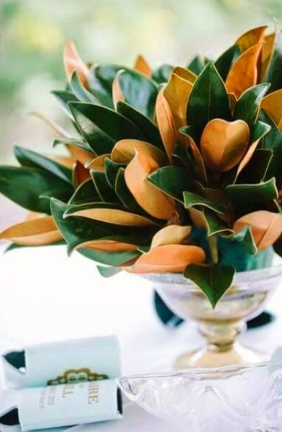 Fresh Southern Magnolia Leaves Sale 20% FREE Hand-picked - Etsy