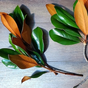 Southern Magnolia Branch Tips - Live, Fresh Clusters of Magnolia Leaves ...
